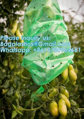 Cina Perforated Tomato Tube Cover Frost Protection Bag Garden Used Cover Tomato Growing Covers Sleeves With Ties in vendita