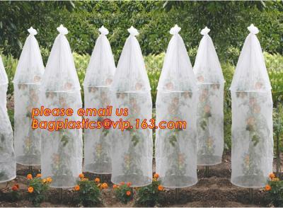 China Transparent Low Tunnel Film Perforated For Culture Of Seedling Maturing Vegetables perforated red plastic mulch for sale