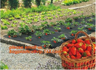 China Transparent Low Tunnel Film Perforated For Culture Of Seedling Maturing Vegetables perforated red plastic mulch for sale