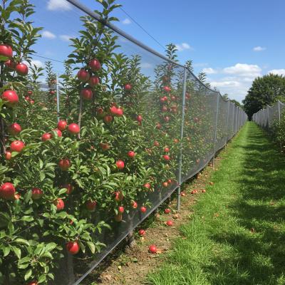 China Anti Hail Net Agriculture Mesh HDPE Apple Tree Garden Hail Proof Netting Polyethylene Cheap Price Hail Guard Net Car Hail Protection Net Anti-Insect Hail Netting for Agricultural Apple Trees for sale