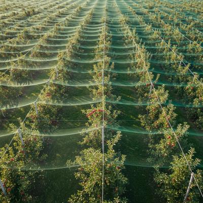 China Anti Hail Net Agriculture Mesh HDPE Apple Tree Garden Hail Proof Netting Polyethylene Cheap Price Hail Guard Net Car Hail Protection Net Anti-Insect Hail Netting for Agricultural Apple Trees for sale