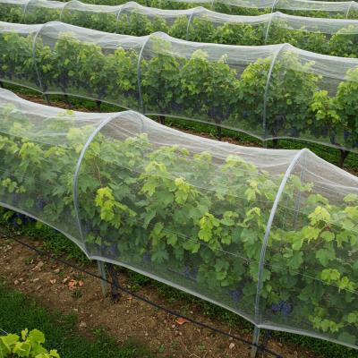 China Garden Netting, Plant Covers 10x33Ft Net Ultra Fine Mesh Protection Netting For Vegetable Plants Fruits Flowers Crops Greenhouse Row Cover Raised Bed Barrier Screen Protection Net Cover for sale