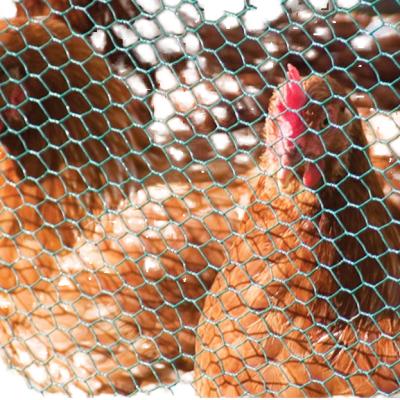 China Wire, Steel Wire Mesh Roll, Versatile And Durable Garden Netting, Essential Galvanized PVC-Coated Hexagonal Chicken Wire Mesh Low Price Bulk Poultry Farm Roll Wire Welded Wire Mesh Processing Service for sale