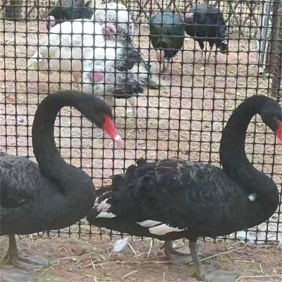 China Plastic Hardware Mesh Netting, Garden Netting, Temporary Fence, Tree Guards, Safety Net For Balcony, Deck, Stair Railing, Animal Barrier, Poultry, Deer, With 50 Zip Ties for sale