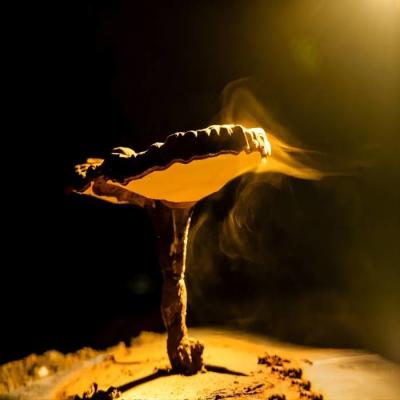 Cina Estratto maturo di ganoderma lucidum della polvere di Brown dell'olio della spora del fungo di Reishi in vendita