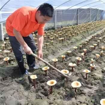 Cina I triterpeni totali Reishi si espandono rapidamente tè Ganoderma Lingzhi con Ganoderma 100% in vendita