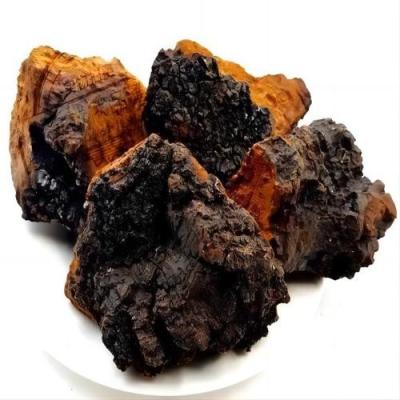 Cina Polvere colorata scura dell'estratto di materia prima Chaga del fungo per i generi di disturbi in vendita