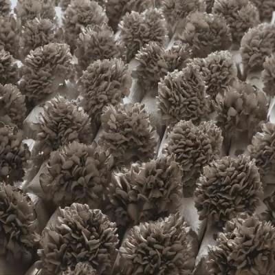 Cina Polvere organica del fungo di Grifola Frondosa Maitake per il miglioramento dell'immunità in vendita