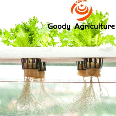 Cina La nuova tecnologia bassa di coltura idroponica è ampiamente usata nella piantatura pomodoro/della lattuga in vendita