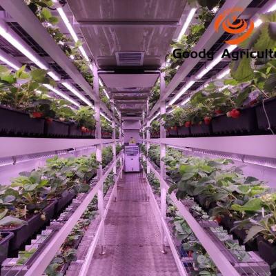 China Hydroponic Farm Container Plant Factory Greenhouse for Green Vegetable for sale