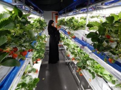 Cina Vendita calda e coltura idroponica bassa dell'idrocoltura in vendita