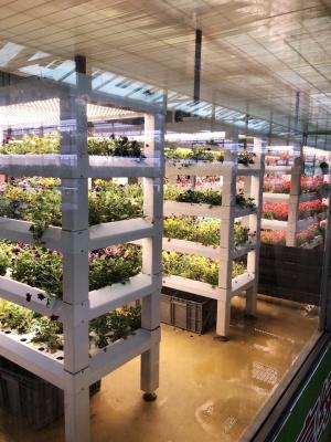 Cina Coltura idroponica di Manica del sistema di Nft in vendita