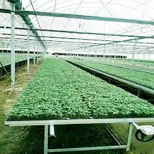 China Landbouwserre; Hydroponic Groeiend Systeem; Te koop