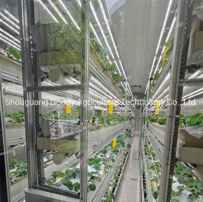 Cina fabbrica idroponica del contenitore della pianta dell'azienda agricola del contenitore di trasporto del congelatore 40hq in vendita