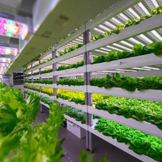 China Intelligent Control Container Plant Factory Grow System for sale