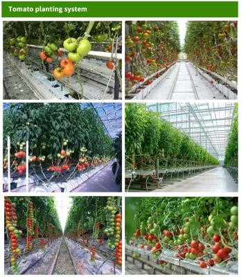 China Sistema nutriente da hidroponia da tecnologia do filme para vegetais à venda