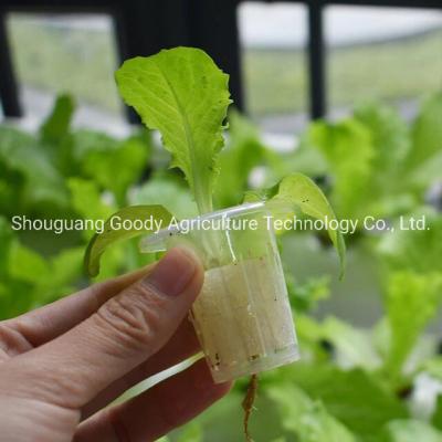 Cina Hydroponic Plastic Net Mesh Microgreen Garden Greenhouse Hydroponic Plant Growing Plastic Net Pot for Nft in vendita