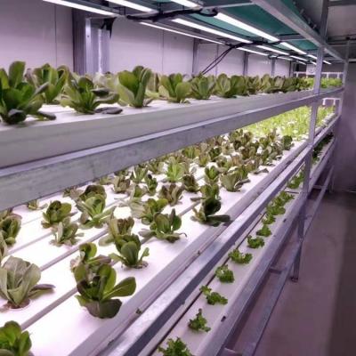 Cina Fabbrica agricola della pianta del contenitore della fragola di coltura idroponica della serra in vendita