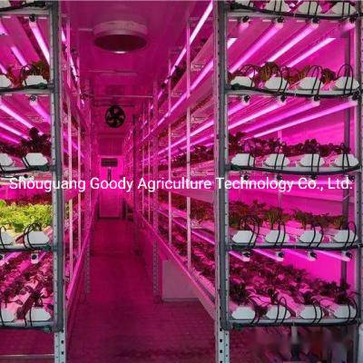 China Volledige leiden van de Spectrumserre 40FT Container Binnen kweekt de Lichte Hydroponic Systemen van de Fabrieken Verticale Container Te koop