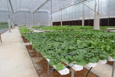 Cina Sistema idroponico per la semina indoor di frutta e verdura a foglia in vendita