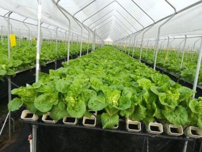 Cina Forme della colonna e tubolari di coltura idroponica per la piantatura delle verdure in vendita