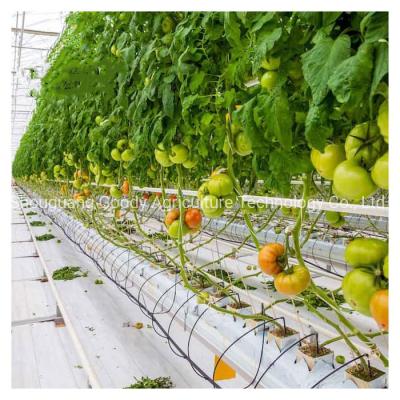 China Agricultural Complete Vertical Greenhouse Growing Hydroponics System for sale