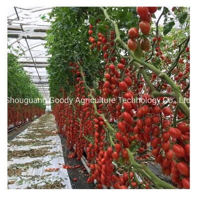 China Tomato Growing Hydroponic Greenhouse Systems for sale