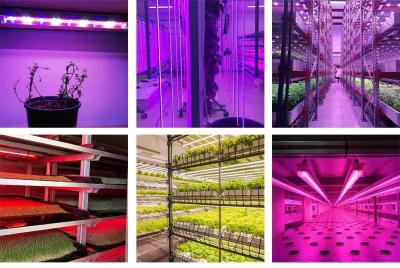 China Leafy Vegetables Planting Nft Hydroponics Growing System Container Plant  Automatic for sale