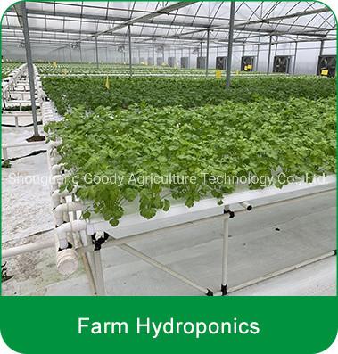 Cina Coltura idroponica dell'azienda agricola del contenitore di agricoltura da vendere la plastica protettiva agricola crescente idroponica del sistema del sistema PVC di coltura idroponica in vendita