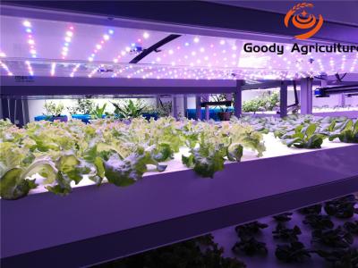 中国 容器の温室の野菜の飼料のための完全な水耕栽培植物システム 販売のため