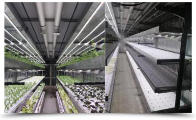 中国 容器のタイプ屋内立体温室および水耕栽培の野菜の植物/養樹園 販売のため