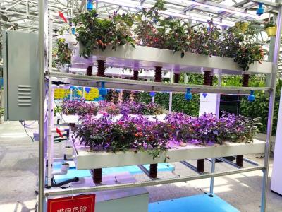 Cina Ecological Sightseeing Greenhouse with Hydroponics System in vendita
