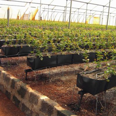 Cina Il sistema idroponico caldo Cocopeat dell'orticoltura di vendita insacca il sistema crescente con l'impianto di irrigazione in vendita