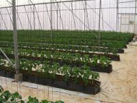 China Hydroponic Growing Systems Greenhouse PP Roll for sale