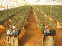 China Hydroponic Growing Systems Greenhouse PP Roll for sale