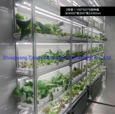 Cina Scaffale di piantatura a più strati per la piantatura lattuga e della fragola dalla conduttura idroponica in vendita