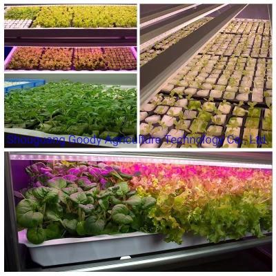 Cina Personalizzazione di verdure idroponica di Tray Rack della piantina della luce del LED in vendita