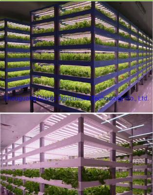 Cina Vassoio/tubo di verdure idroponici dell'interno/pianta/della serra fabbrica LED della luce della piantina che pianta scaffale, personalizzazione di sostegno in vendita