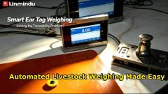 Hard to trace livestock growth data? This weighing system solves it