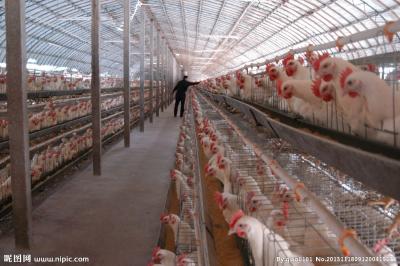 Cina Sistemi materiali d'acciaio dell'inquadratura d'acciaio del pollame del pannello a sandwich per il pollo crescente in vendita