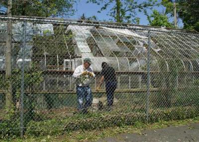 China Chain Link Fence Prevents Pest And Birds From Accessing Greenhouse for sale