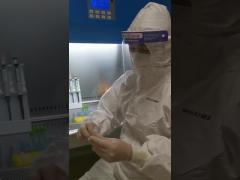 Oral Nasal Swab with Breakpoint for Virus Sample Collection