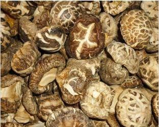 China natural organic mushroom truffle fungus farm foods for sale