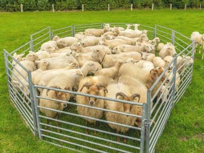 China 1.1mx2.9m Fully Galvanized Portable Solar Sheep Panels Sheep Yard Fencing Panel for sale