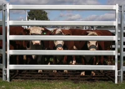 Cina I pannelli resistenti galvanizzati del cavallo del recinto 1.8x2.1m del tubo hanno saldato il cavo in vendita