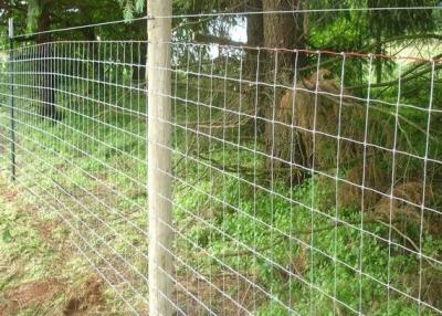 Cina Bestiame galvanizzato elettrico Mesh Fencing For Livestock del filo di ferro in vendita