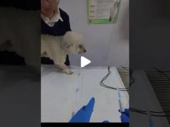 Endotracheal Tube Cuffed/Uncuffed, Reinforced Endotracheal Tube for Animal First Aid