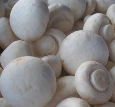 China Agaricus Bisporus Extract 10%-50% Polysaccharides for sale