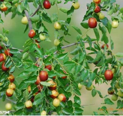 China Spine Date Seed P.E. for sale