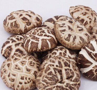 China pure Shiitake Mushroom Extract/Lentinus edodes for sale